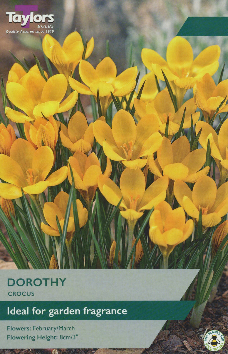 Taylors Bulbs - Dorothy Species Crocus - Pack of 15 – Southwood Garden Centre