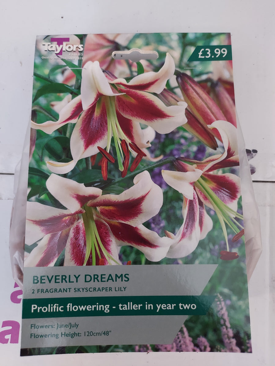 Taylor's Bulbs -LILY BEVERLY DREAMS Bulbs – Southwood Garden Centre