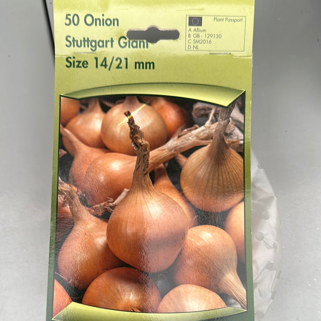 STUTTGART GIANT Onion Sets Pack of 50 – Southwood Garden Centre