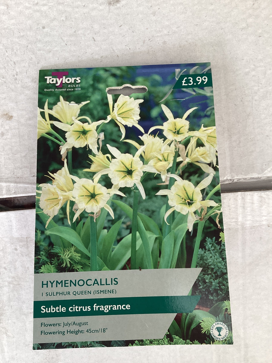 Taylor's Bulbs - Hymenocallis Sulphur Queen (Ismene) Bulb – Southwood ...