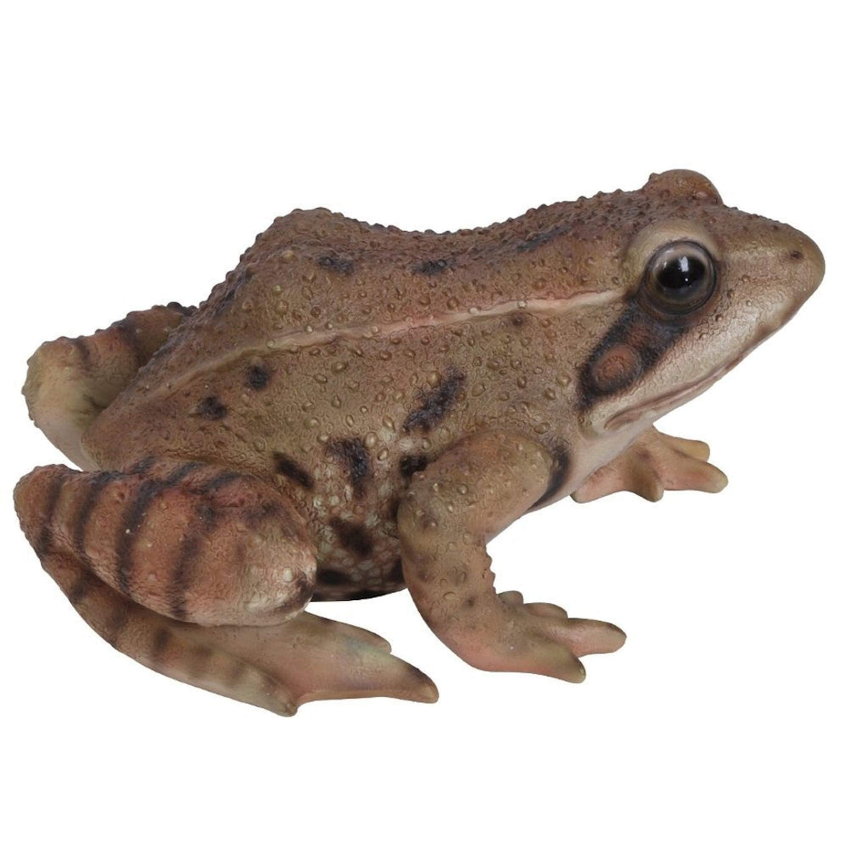 Vivid Arts - Real Life Frog Garden Ornament – Southwood Garden Centre