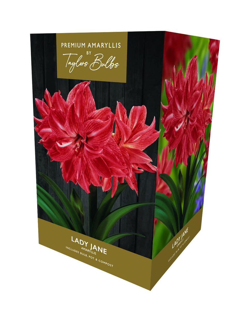 Taylors Bulbs - Premium Double Amaryllis Lady Jane Gift Pack with Pot ...