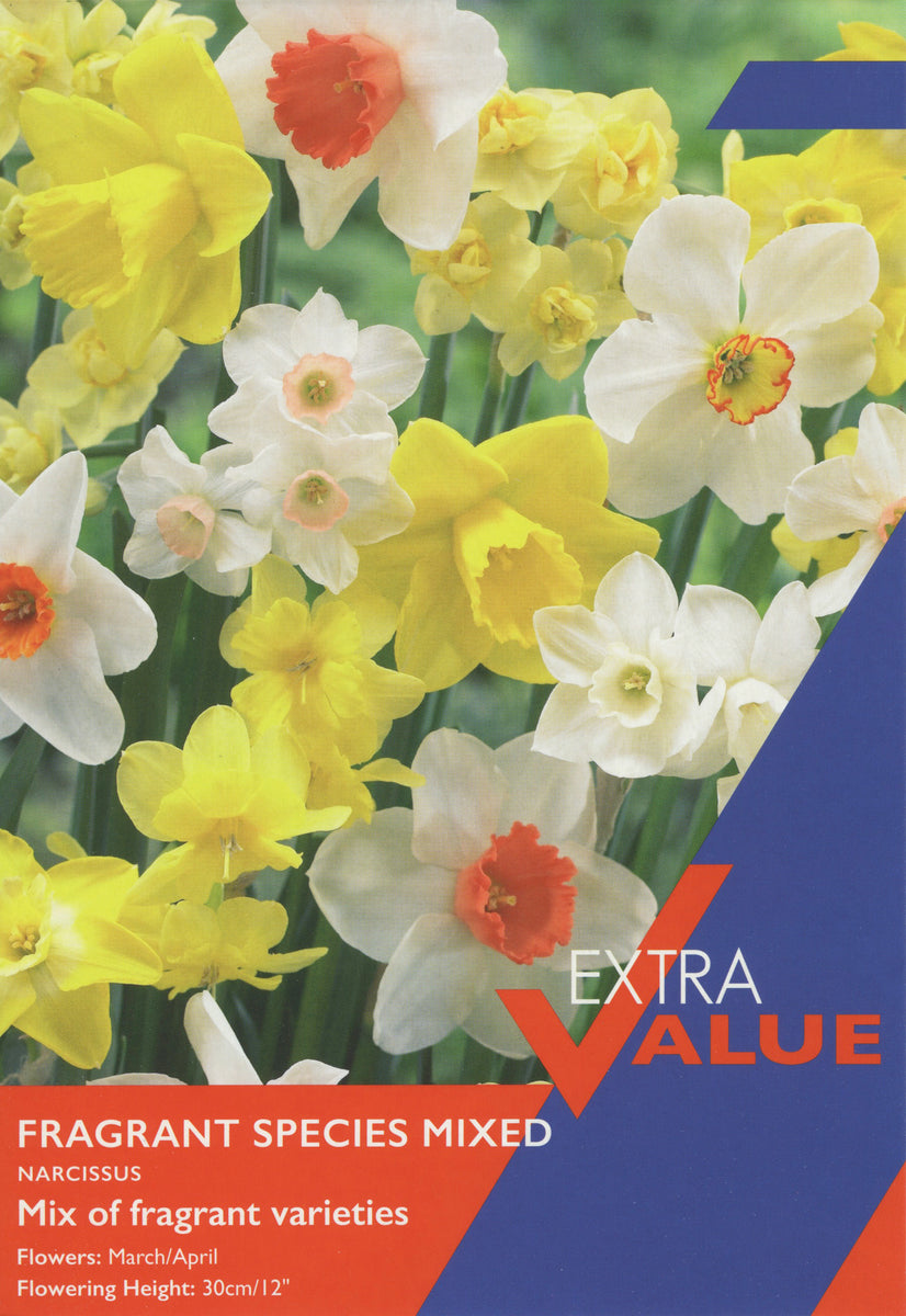 Taylors Bulbs - Narcissi Fragrant Species Mixed - Pack of 25 ...