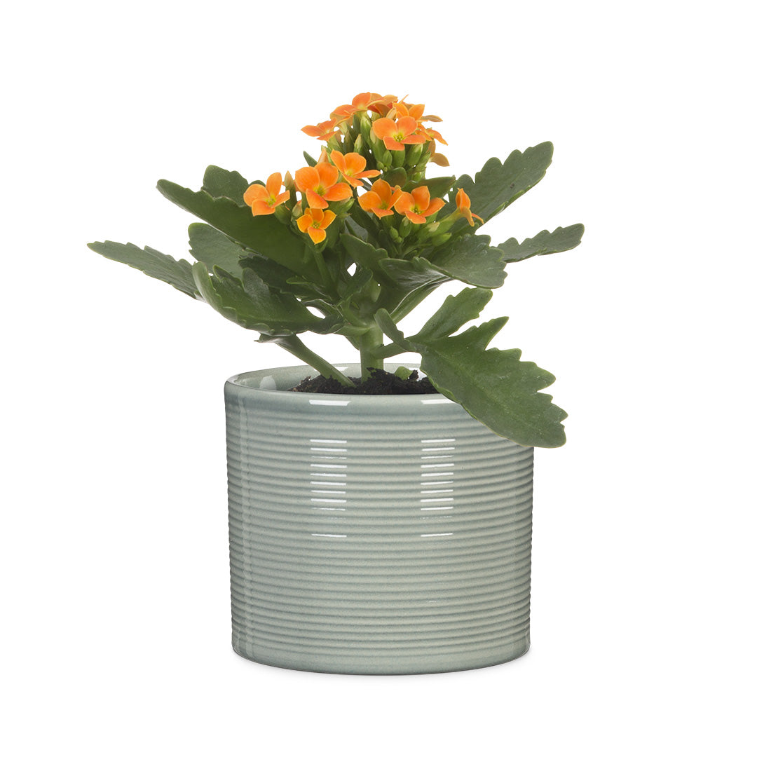 Scheurich Sage Green House Plant Pot - 19cm – Southwood Garden Centre