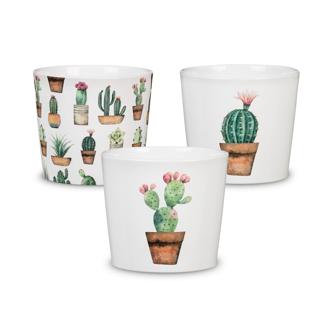 Scheurich Cacti Garden Mini House Plant Pot - 7cm – Southwood Garden Centre