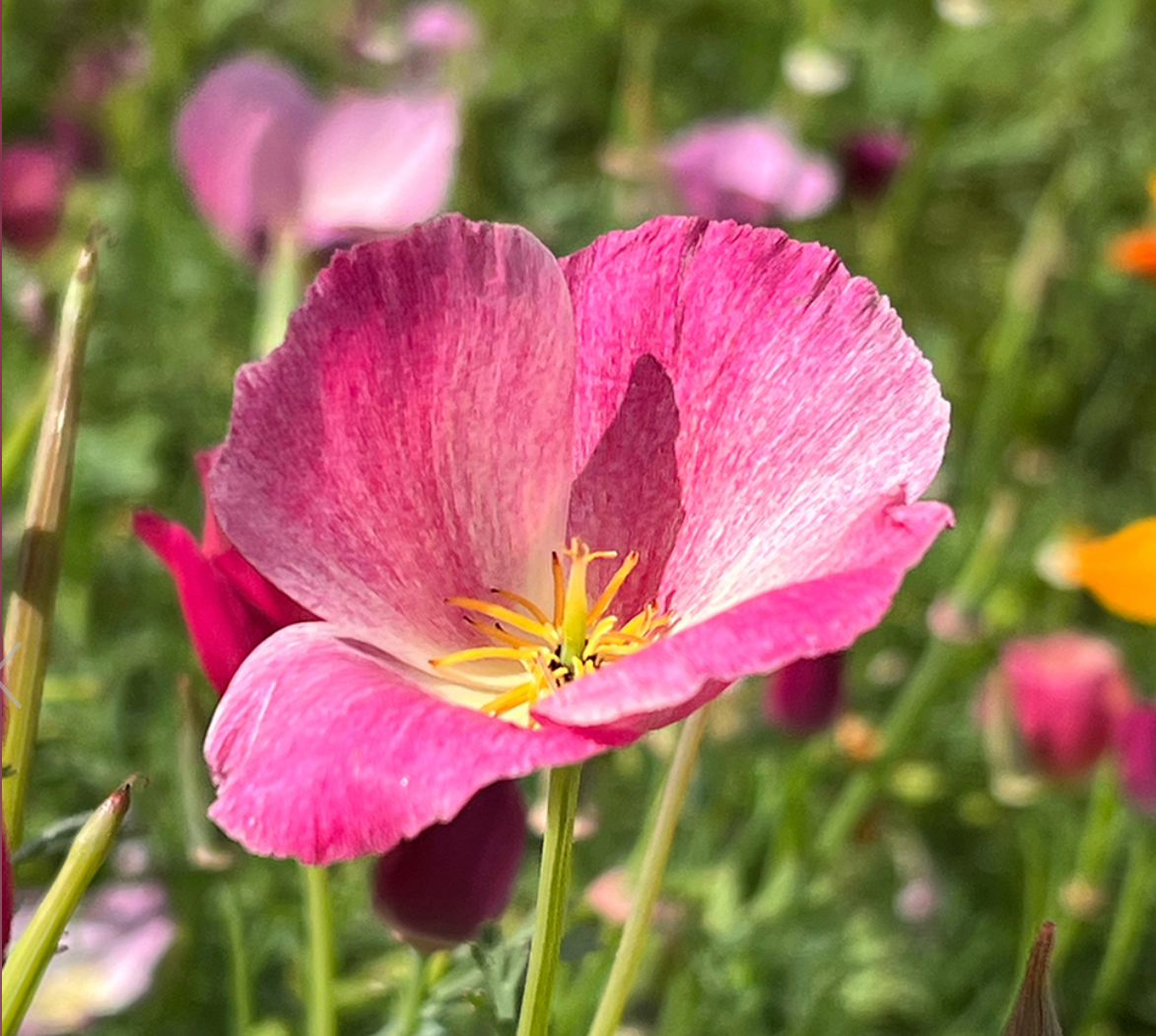 Californian Poppy Purple Gleam - Pack of seeds – Southwood Garden Centre