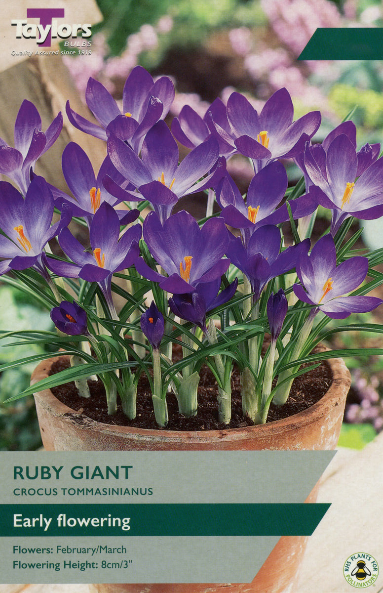 Taylors Bulbs - Ruby Giant Species Crocus - Pack of 15 – Southwood ...