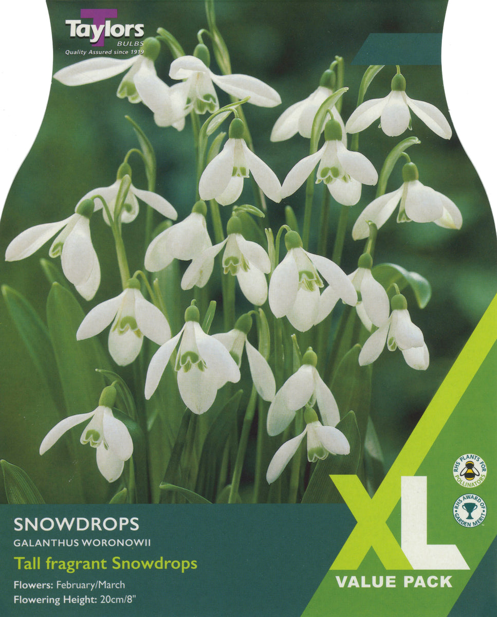 Taylors Bulbs - Snowdrops (Galanthus Woronowii) - Pack of 20 ...