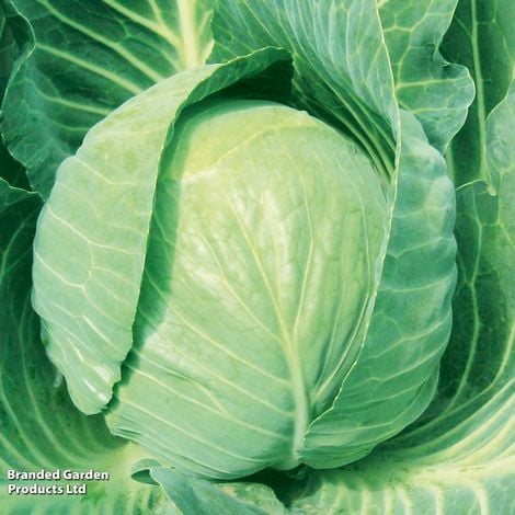 Cabbage F1 'Mozart' F1 - Veg Saver Seeds – Southwood Garden Centre