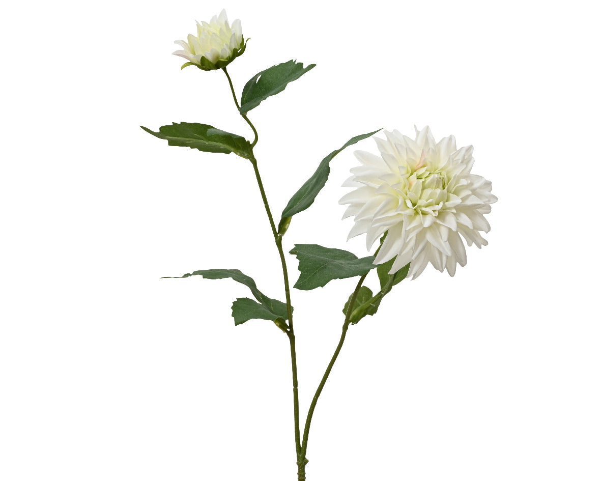 Large White Dahlia Flower Stem - 66cm – Southwood Garden Centre