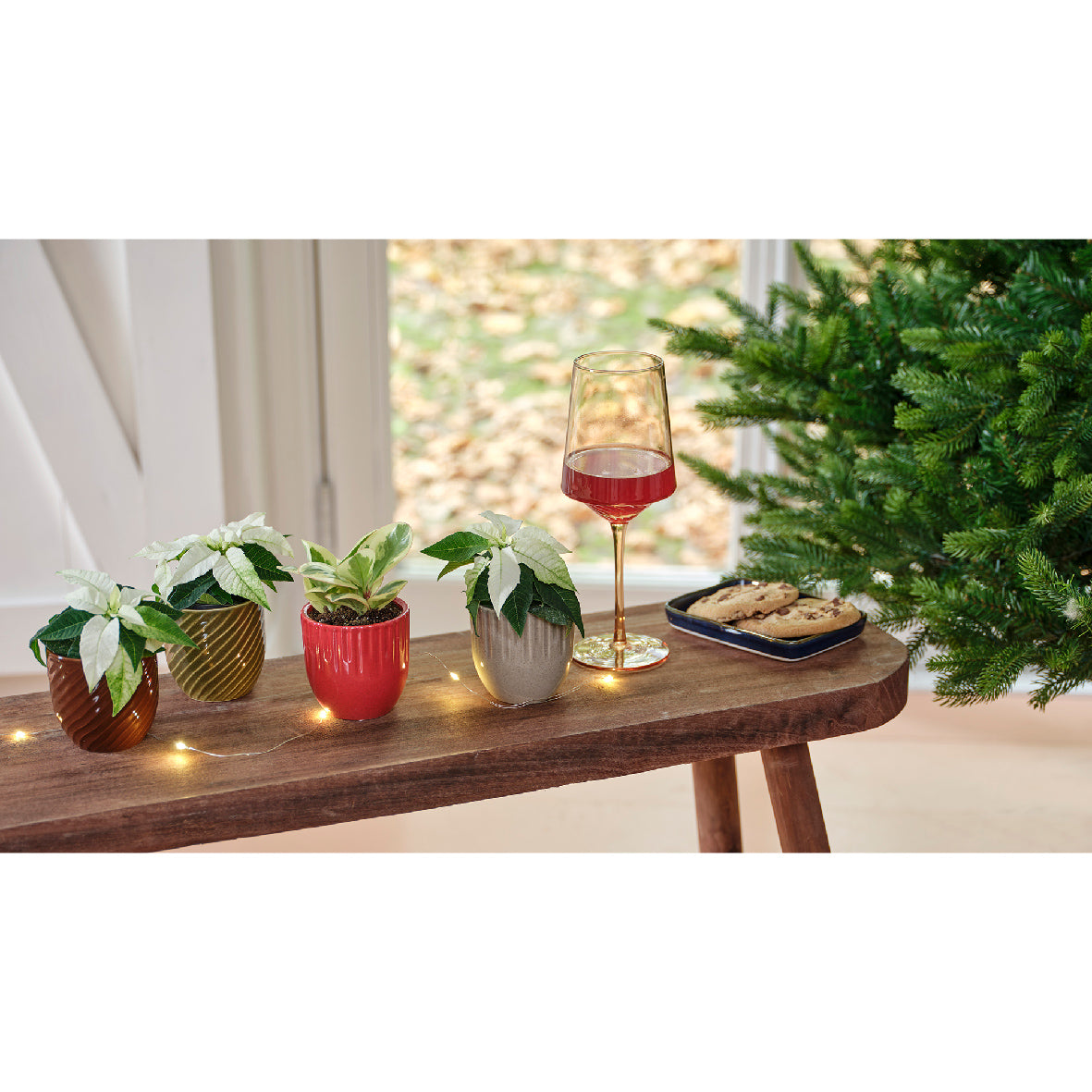 Shiny Finish Stoneware Planter - 8cm – Southwood Garden Centre