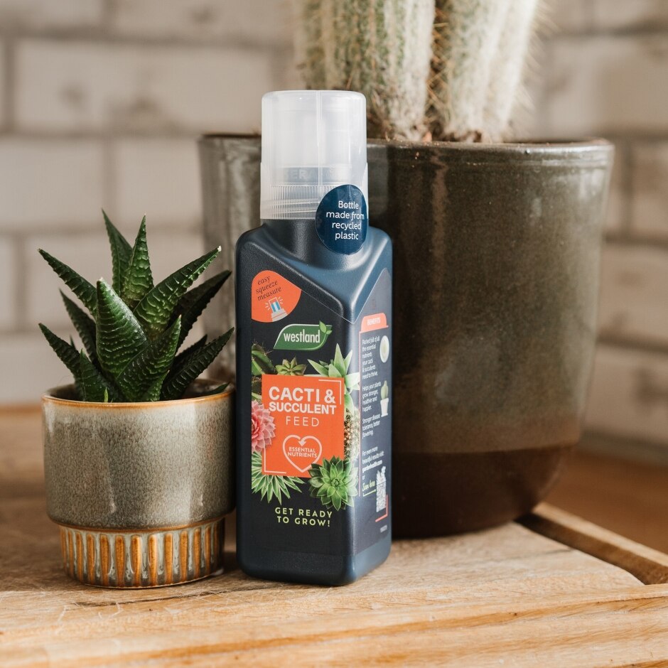 Westland Cacti & Succulent Feed Concentrate 200ml – Southwood Garden Centre