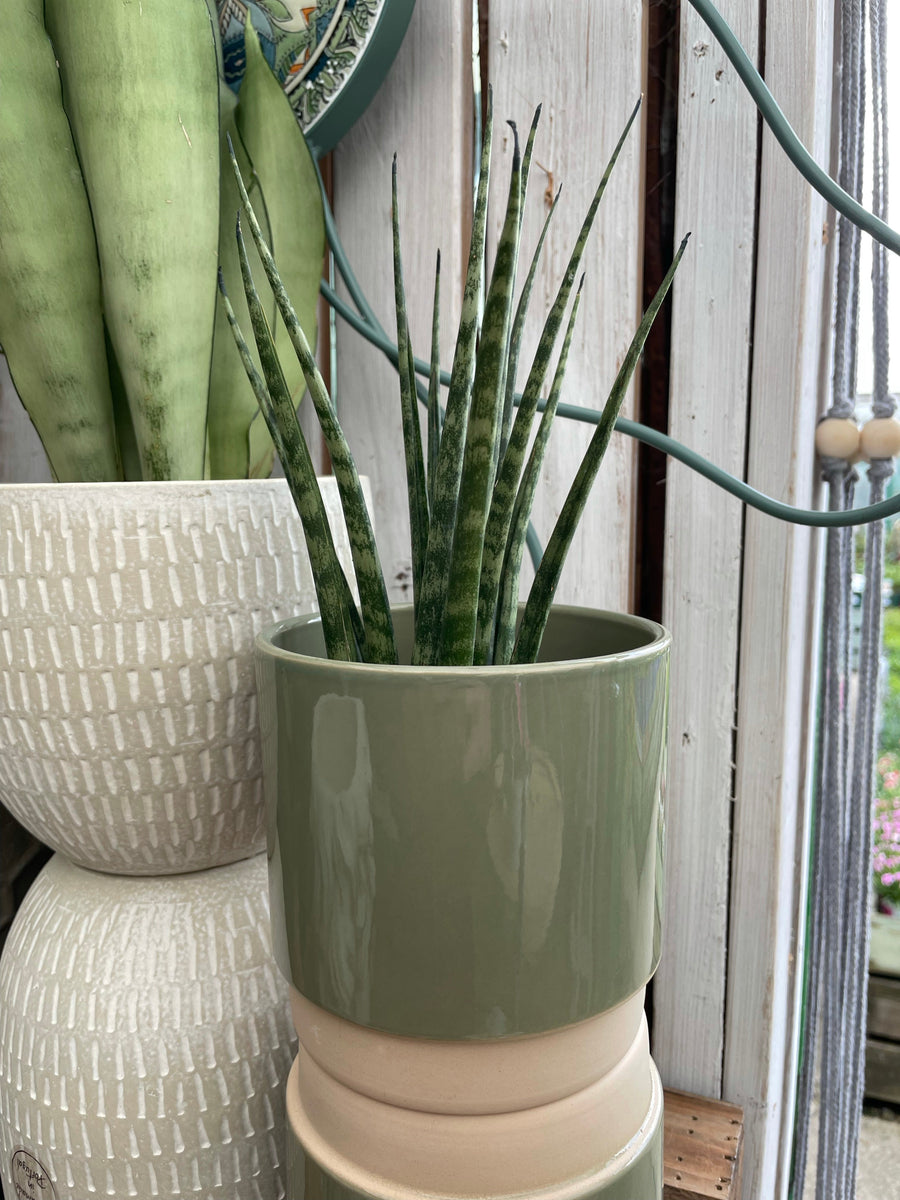 Eno Green House Plant Pot - 7.5cm – Southwood Garden Centre