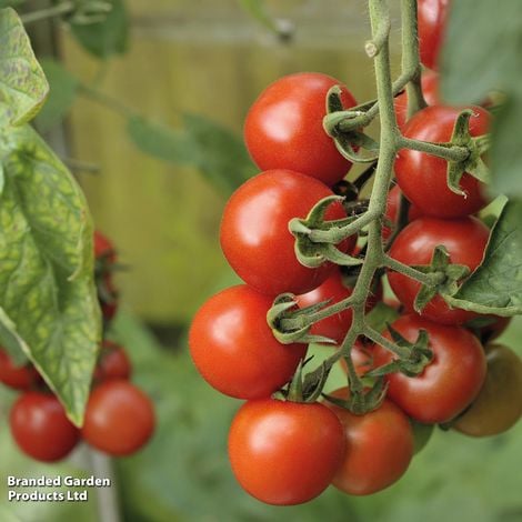 Tomato 'Alicante' - Veg Saver Seeds – Southwood Garden Centre