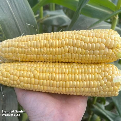 Sweetcorn Equinox F1 - Pack of Seeds – Southwood Garden Centre