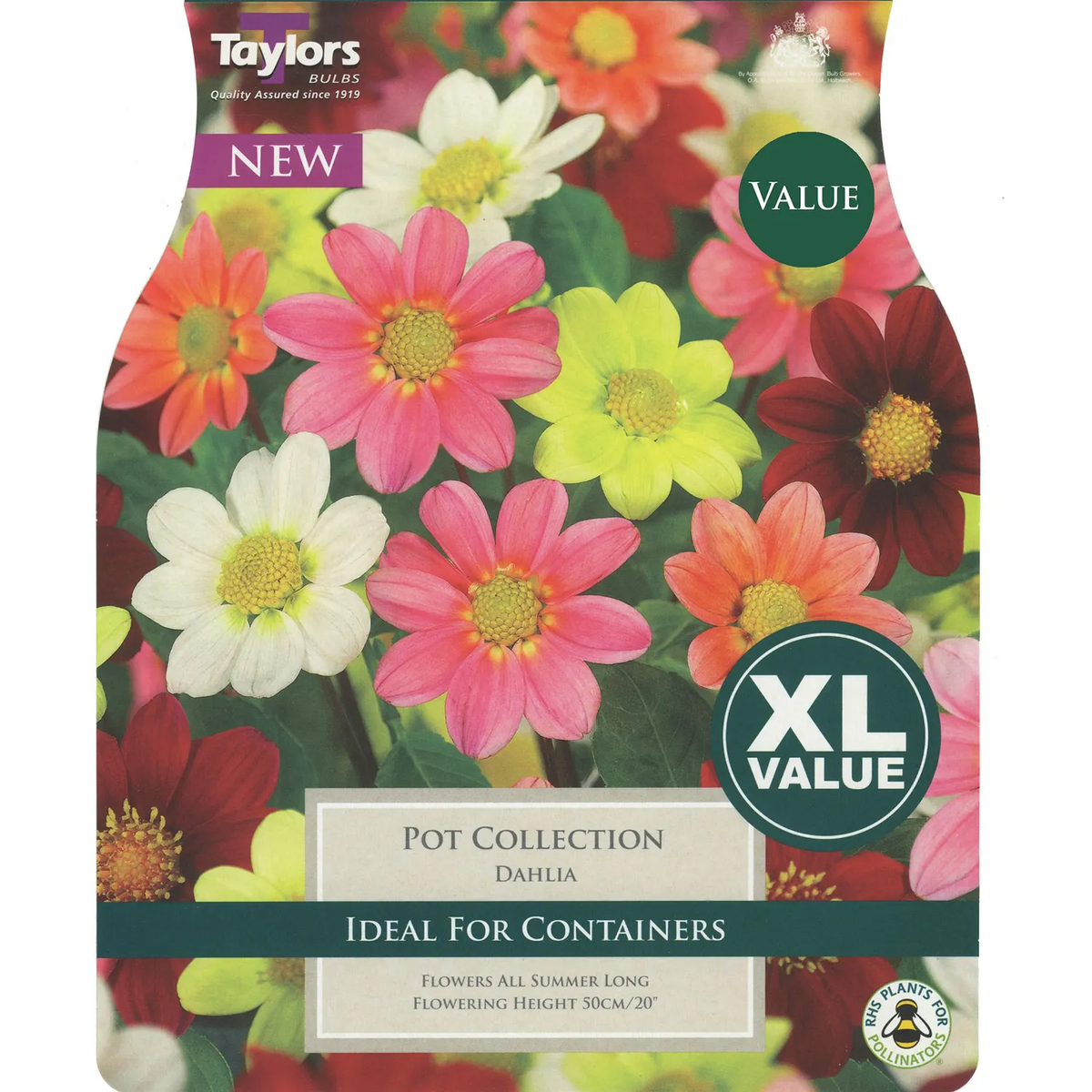 Taylor's Bulbs - DAHLIA POT COLLECTION Bulbs – Southwood Garden Centre