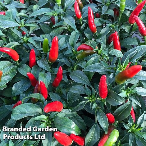 Chilli Pepper Quick Fire F1 - Pack of Seeds – Southwood Garden Centre