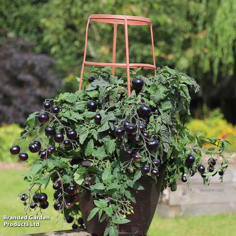 Tomato Akoya F1 1 Packet – Southwood Garden Centre