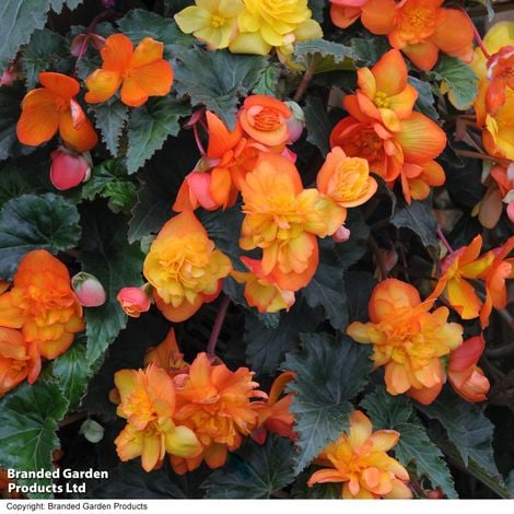 Begonia Chanson Sun F1 - Pack of Seeds – Southwood Garden Centre
