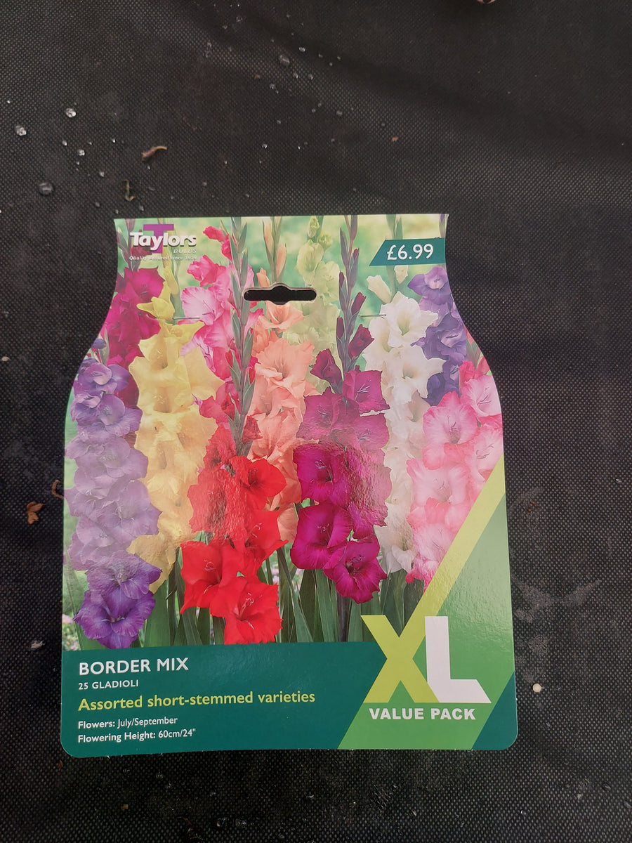 Taylor's Bulbs -GLADIOLI BORDER MIXED Bulbs – Southwood Garden Centre