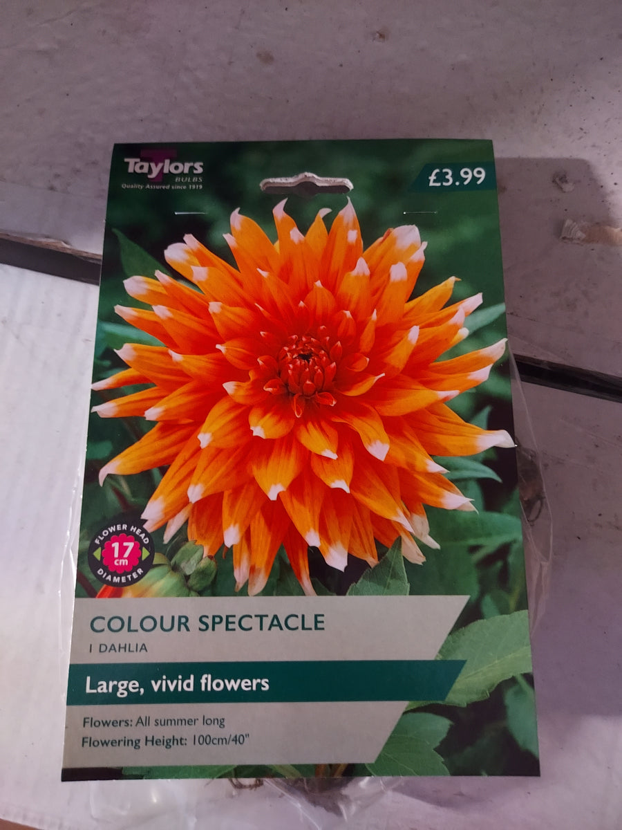 Taylor's Bulbs - DAHLIA COLOUR SPECTACLE Bulbs – Southwood Garden Centre