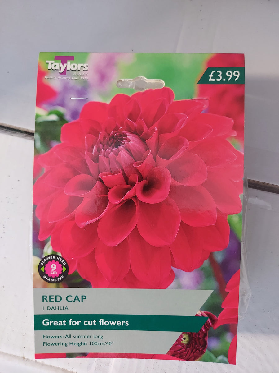 Taylor's Bulbs -DAHLIA RED CAP Bulbs – Southwood Garden Centre
