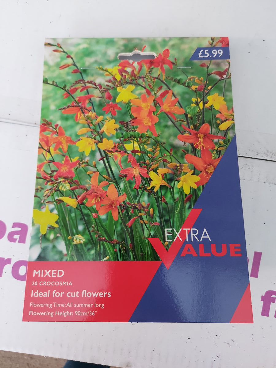 Taylor's Bulbs - CROCOSMIA MIXED Bulbs – Southwood Garden Centre