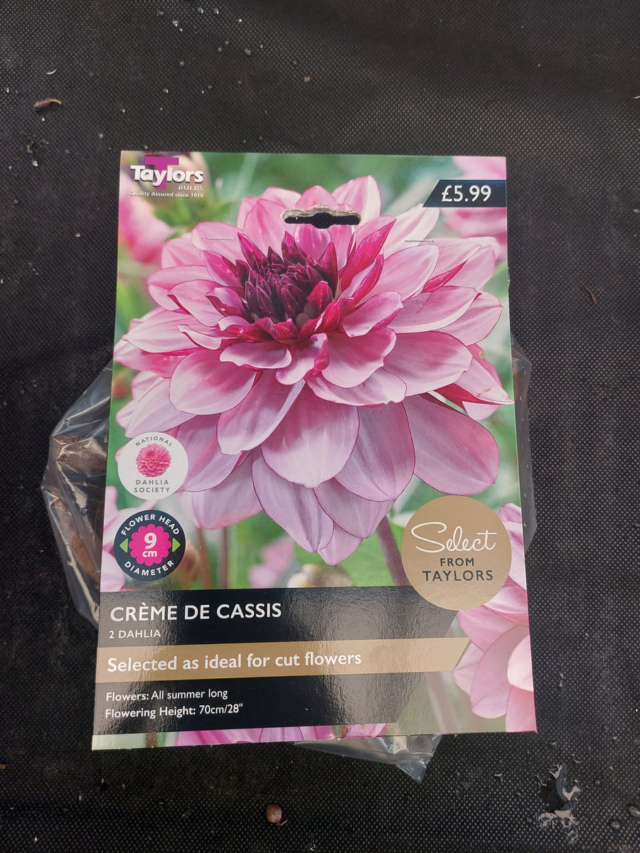 Taylor's Bulbs - DAHLIA CRÈME DE CASSIS Bulbs – Southwood Garden Centre