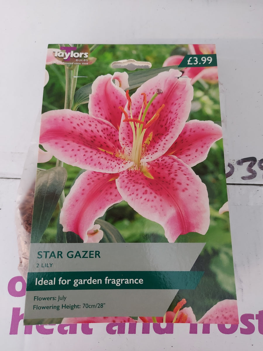 Taylor's Bulbs - LILY STARGAZER Bulbs – Southwood Garden Centre