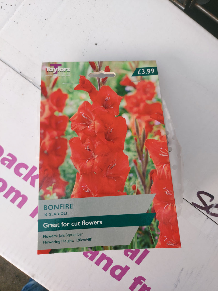 Taylor's Bulbs - GLADIOLI BONFIRE Bulbs – Southwood Garden Centre