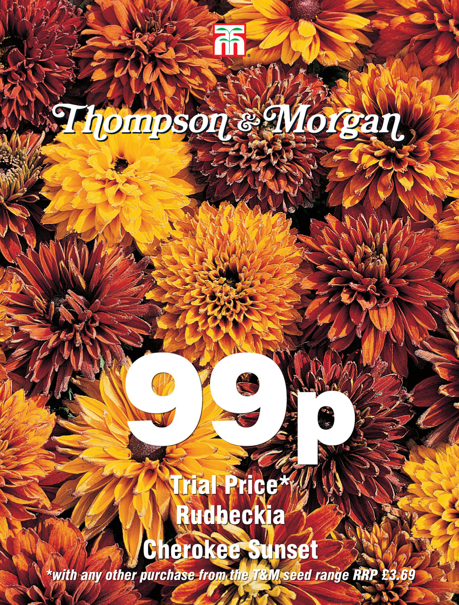 Rudbeckia Cherokee Sunset- Pack of seeds – Southwood Garden Centre