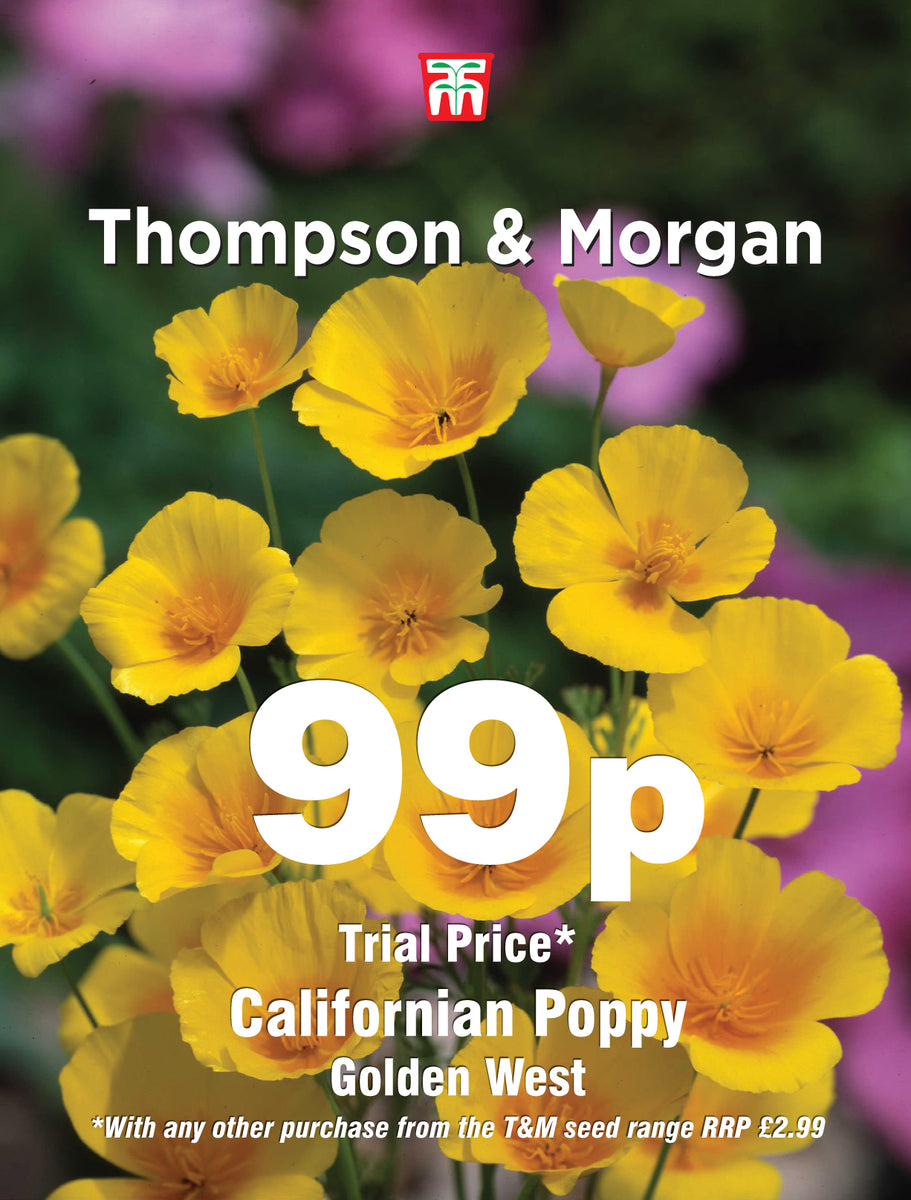 Californian Poppy Golden West - Pack of seeds – Southwood Garden Centre