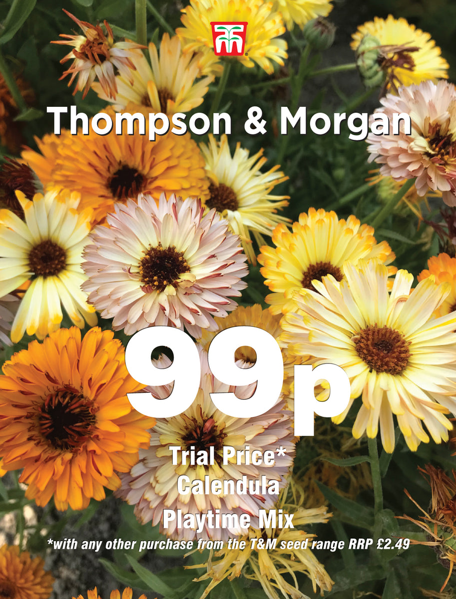 Calendula Playtime Mix - Pack of seeds – Southwood Garden Centre