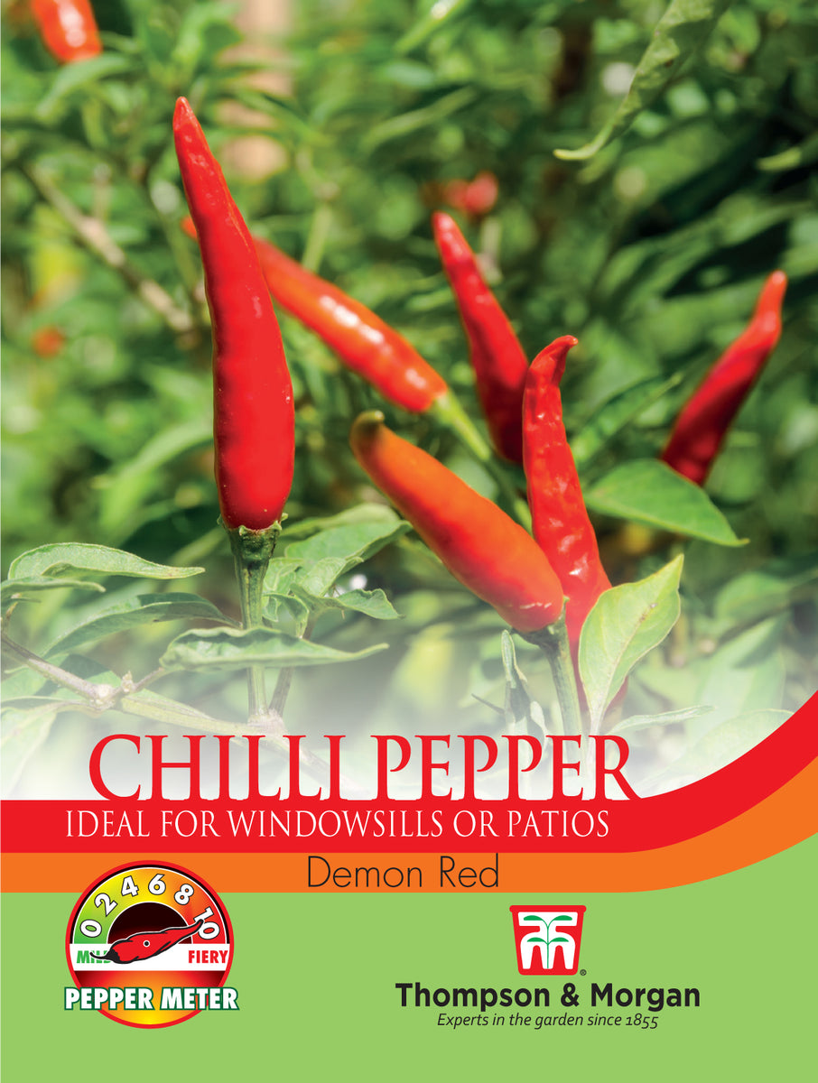 Pepper Chilli Demon Red- Pack of seeds – Southwood Garden Centre