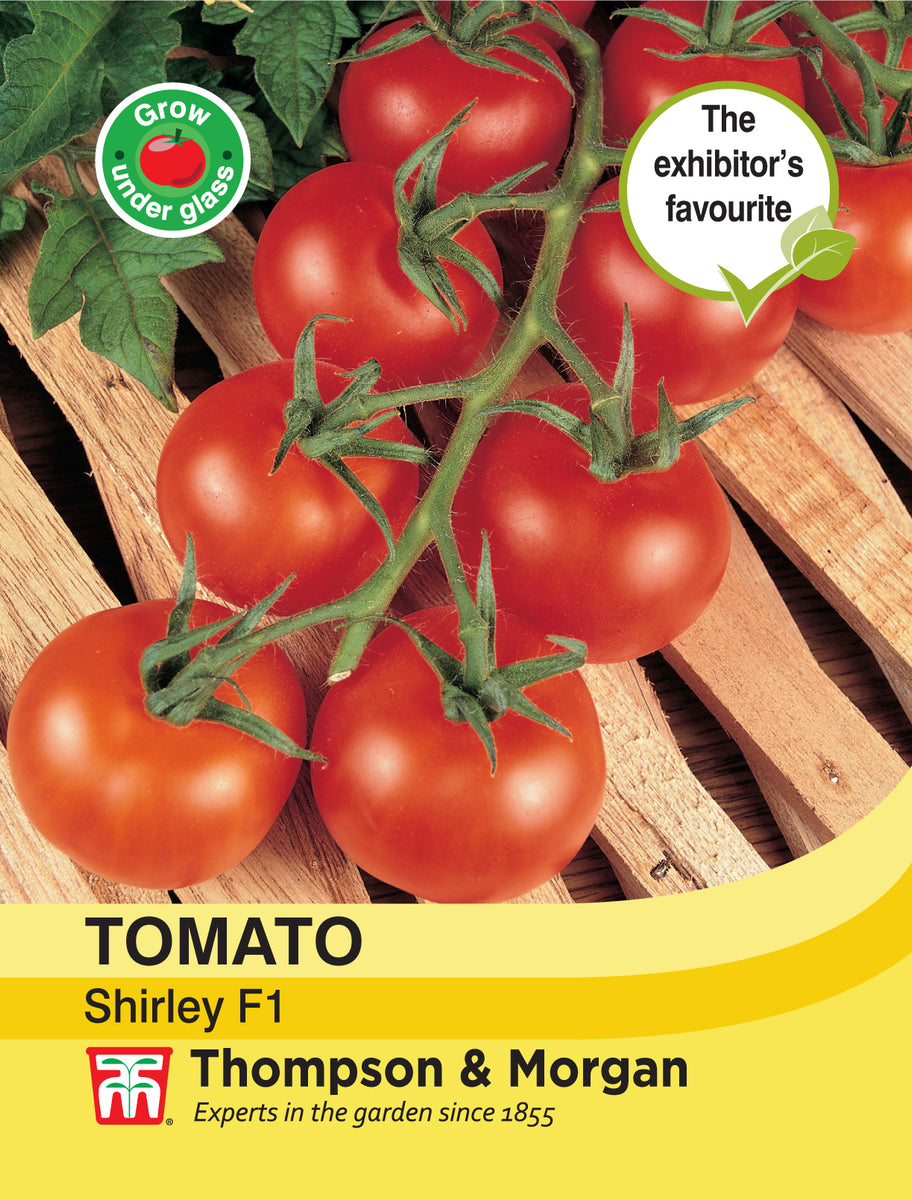 Tomato Shirley F1 Hybrid- Pack of seeds – Southwood Garden Centre