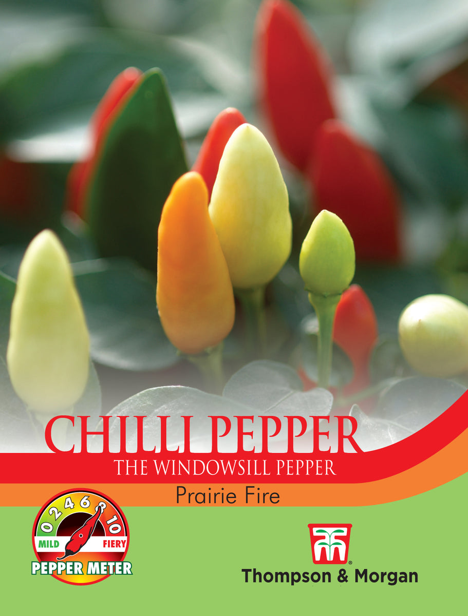 Pepper Chilli Prairie Fire- Pack of seeds – Southwood Garden Centre