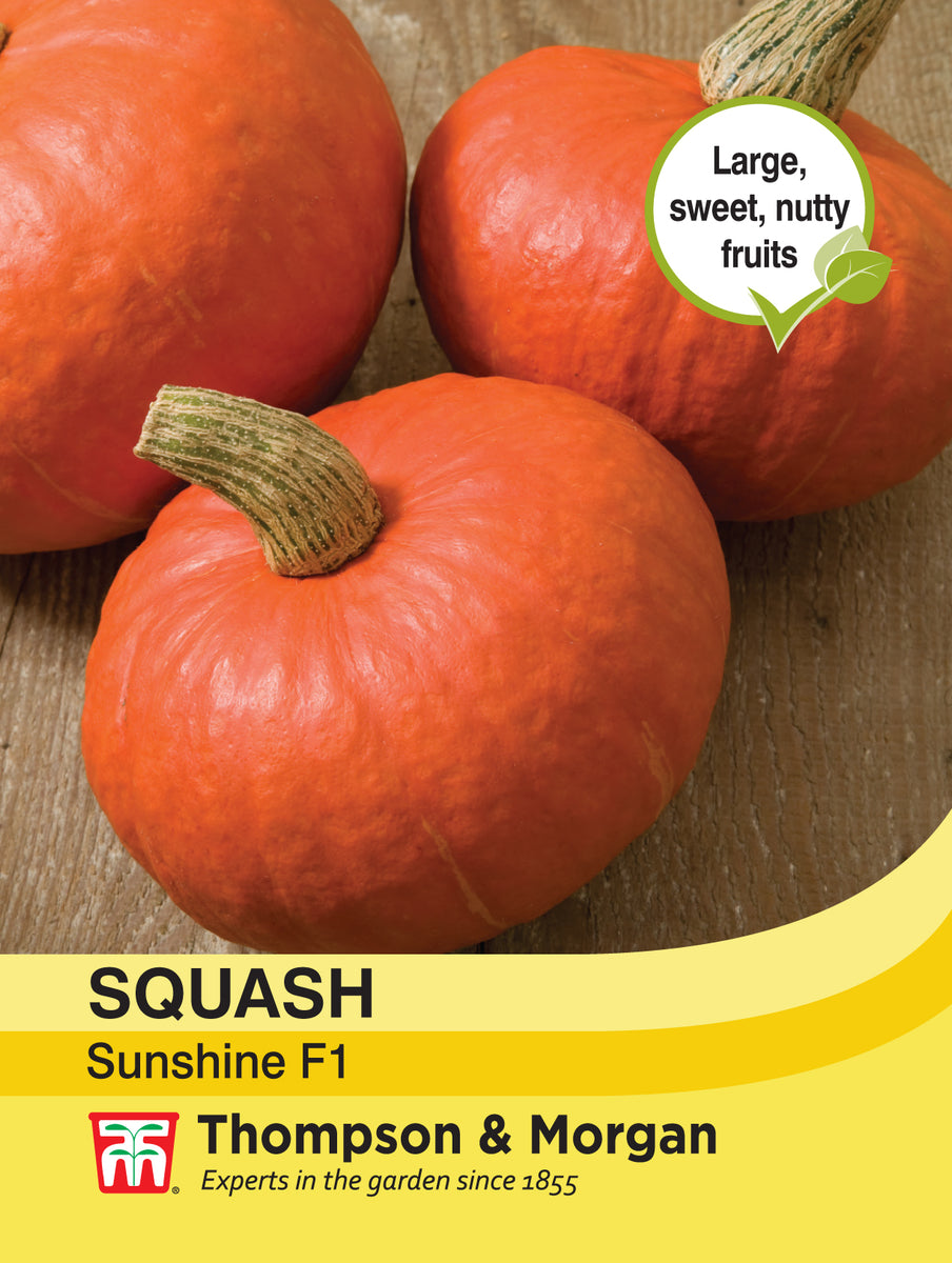 Squash Sunshine F1 Hybrid (Winter) - Pack of seeds – Southwood Garden ...