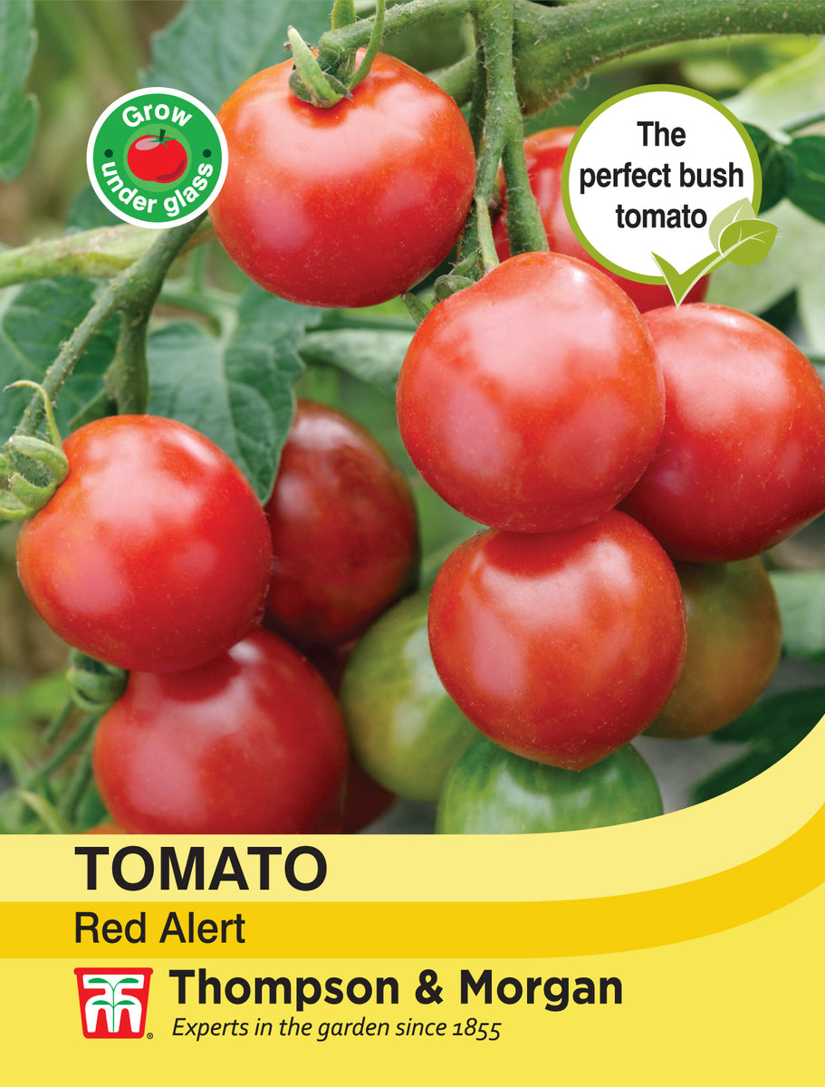 Tomato Red Alert Bush- Pack of seeds – Southwood Garden Centre