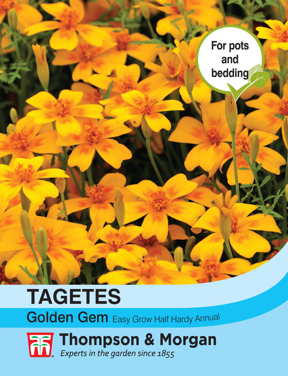 Tagetes Golden Gem- Pack of seeds – Southwood Garden Centre