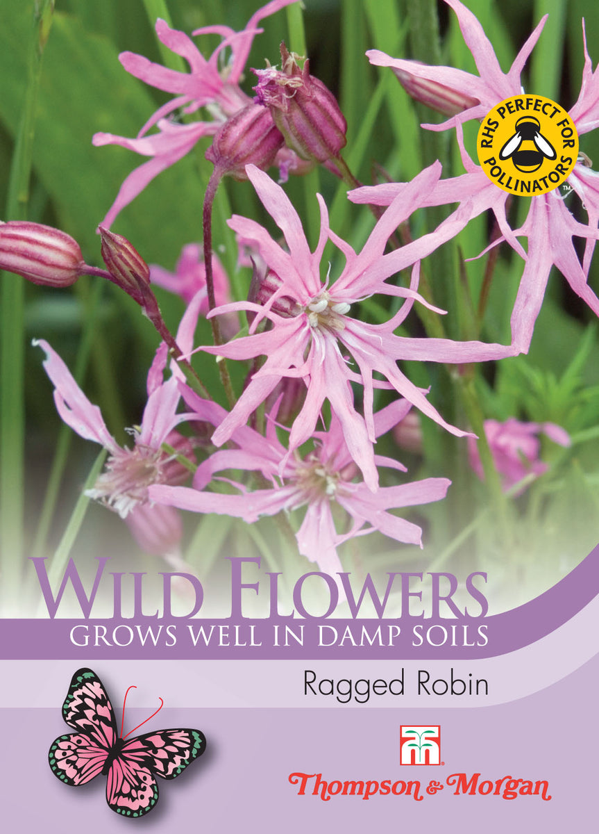 Wild Flower Ragged Robin- Pack of seeds – Southwood Garden Centre