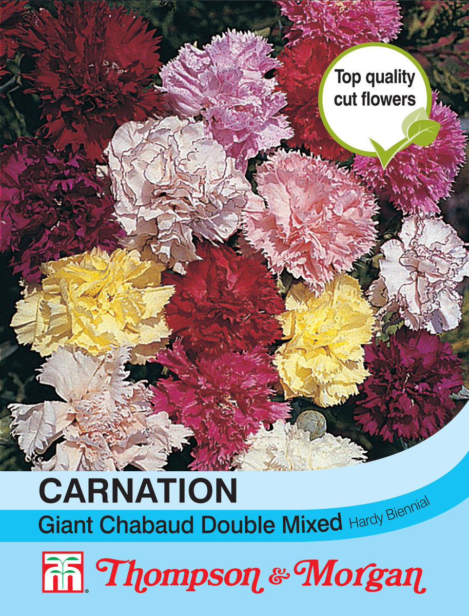 Carnation Giant Chabaud Double Mixed - Pack of seeds – Southwood Garden ...