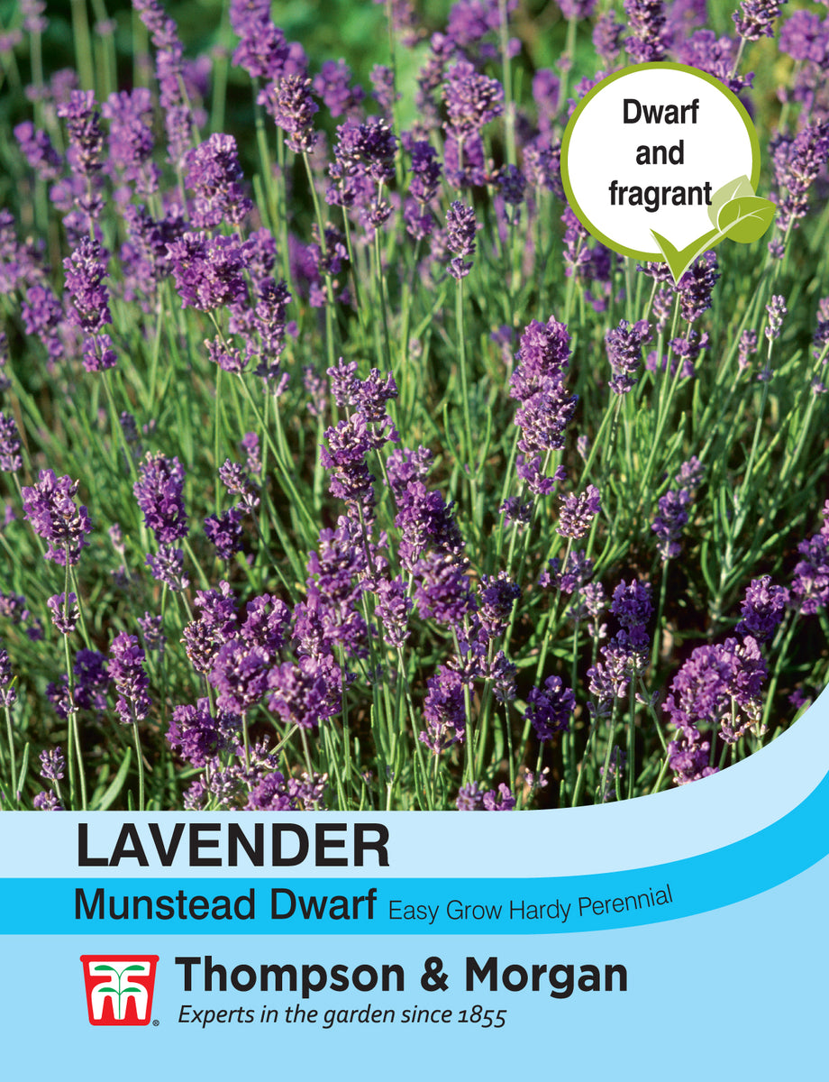 Lavender Munstead Dwarf- Pack of seeds – Southwood Garden Centre
