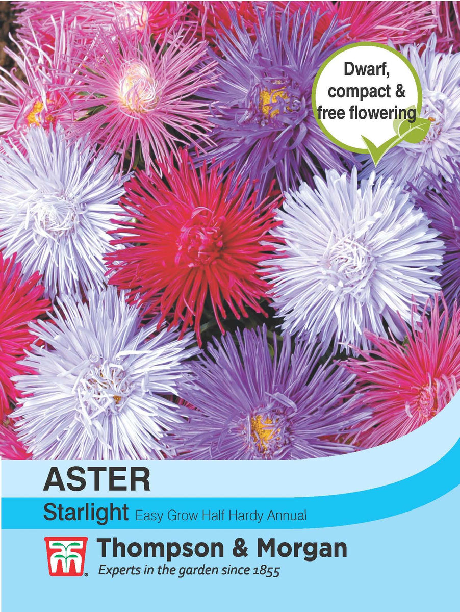 Aster Starlight Mixed - Pack of seeds – Southwood Garden Centre