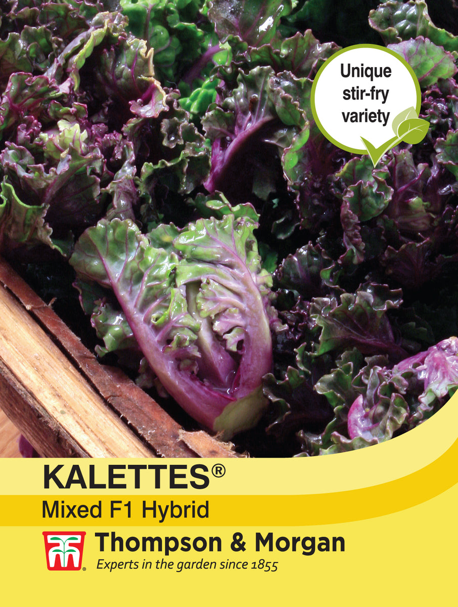 Kalettes¨ Garden Mix F1 Hybrid- Pack of seeds – Southwood Garden Centre