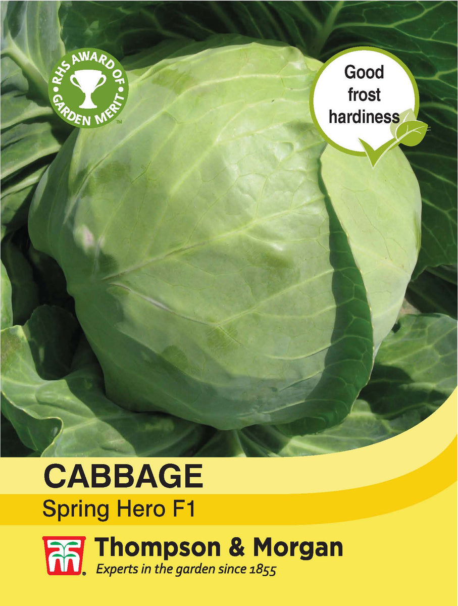 Cabbage Spring Hero F1 Hybrid- Pack of seeds – Southwood Garden Centre