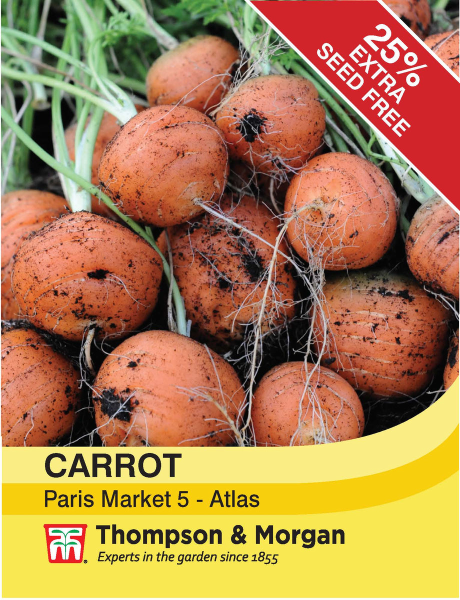 Carrot Paris Market - Atlas- Pack of seeds – Southwood Garden Centre