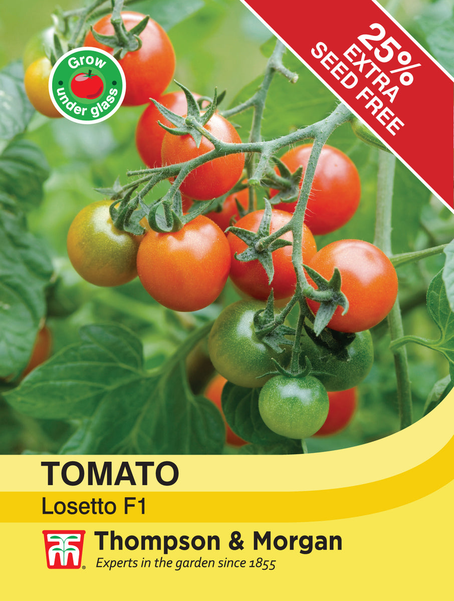 Tomato Losetto F1 Hybrid- Pack of seeds – Southwood Garden Centre