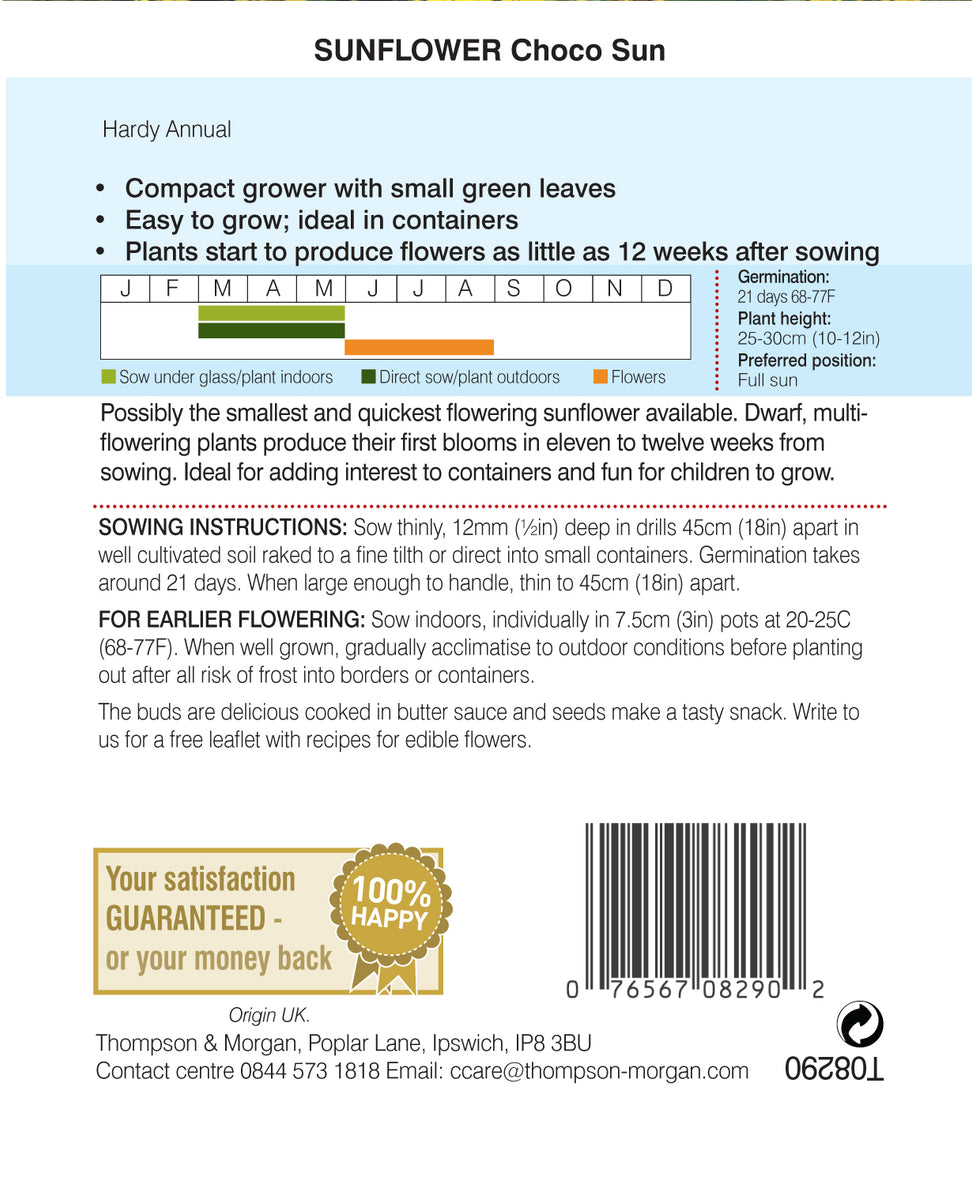 Sunflower Choco Sun- Pack of seeds – Southwood Garden Centre