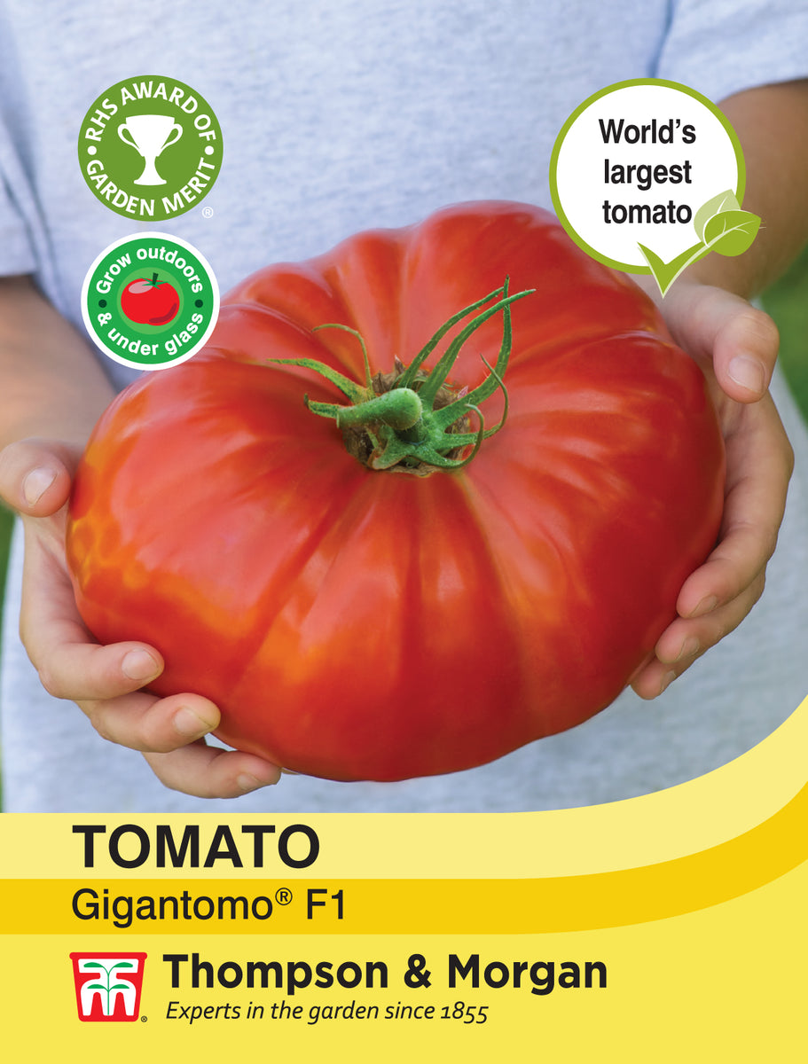 Tomato Gigantomo F1 Hybrid - Pack of seeds – Southwood Garden Centre