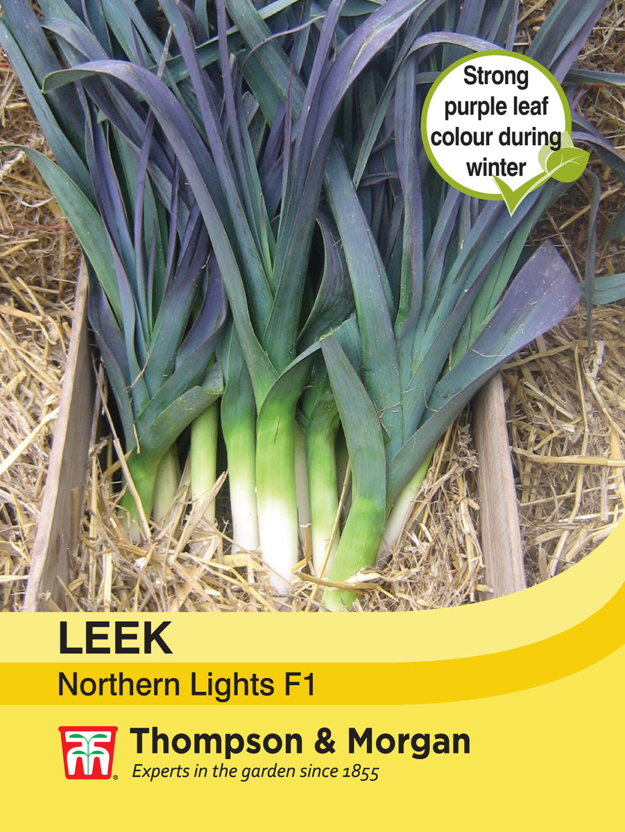 Leek Northern Lights F1 Hybrid- Pack of seeds – Southwood Garden Centre